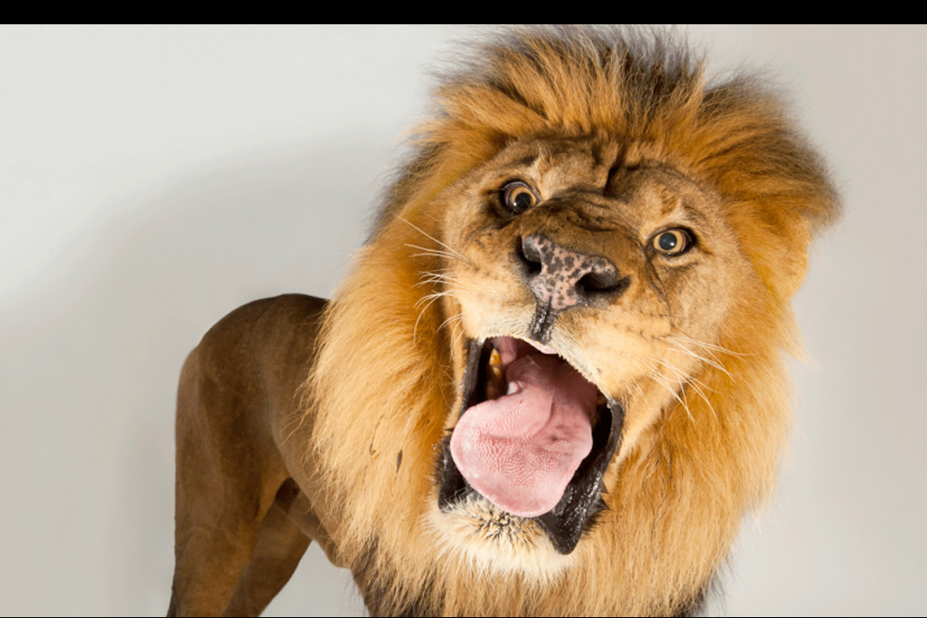 lion – Arandanos Punto Azul